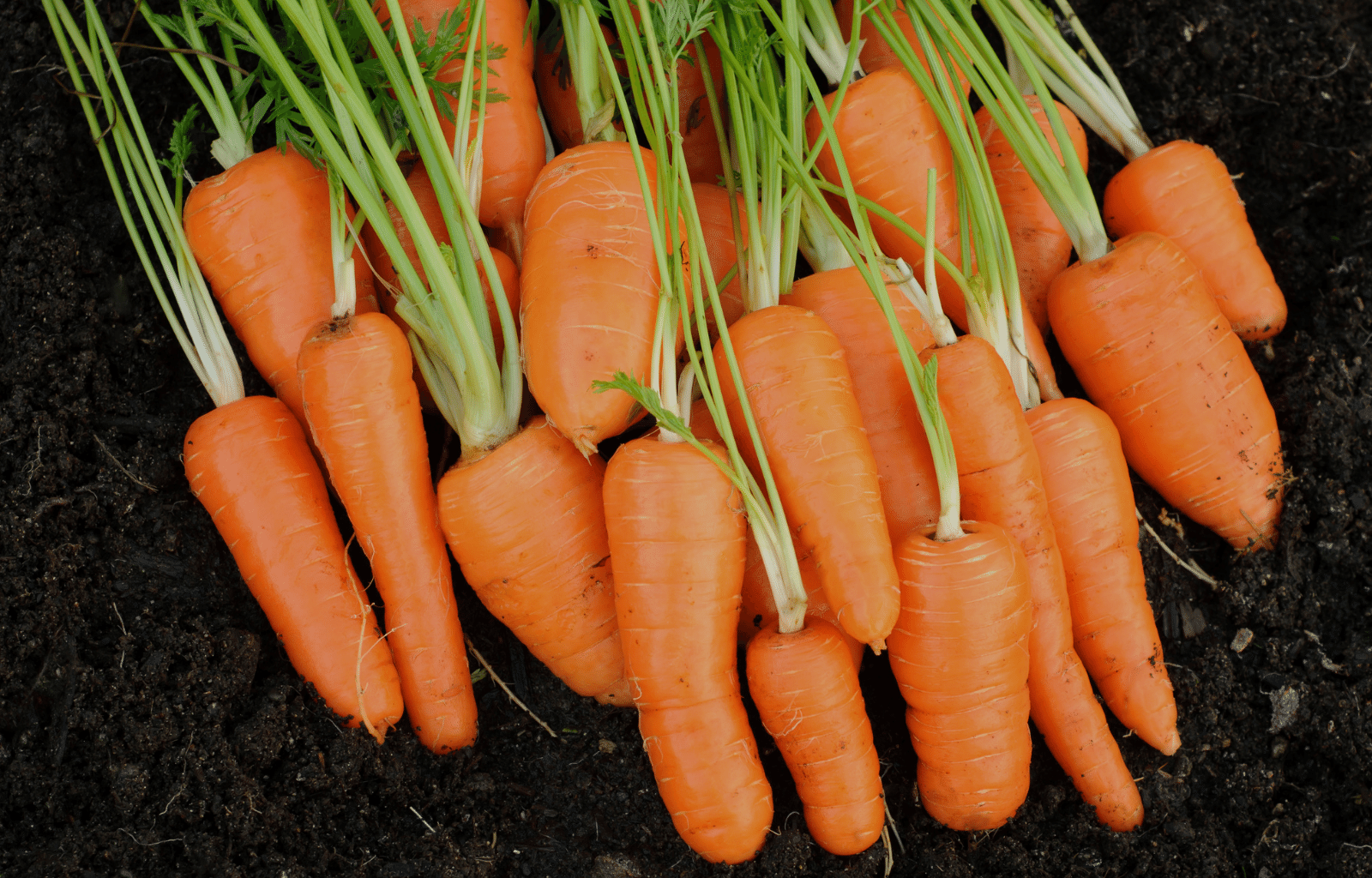 Go Organic!: A Good Gut Recipe - Heal Your Health Now